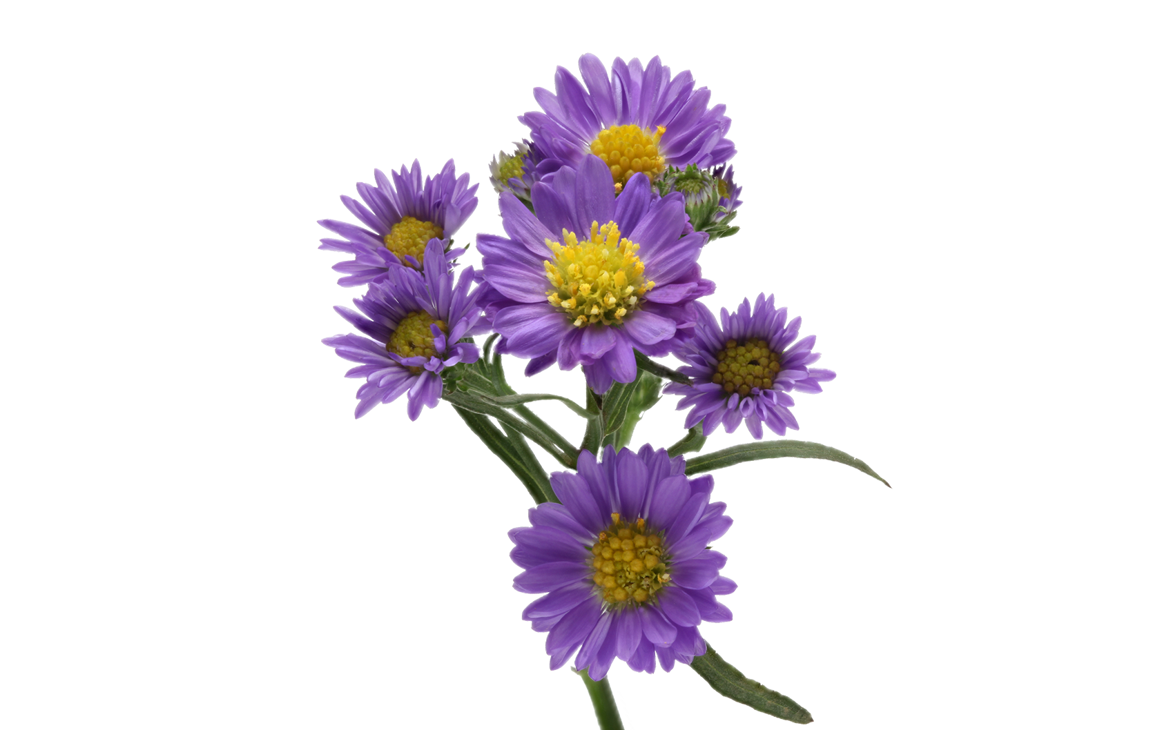 Flower images | Marginpar